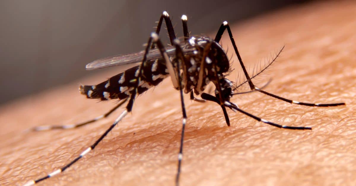 Malaria: Everything You Should Know - Modern Medisciences Blog